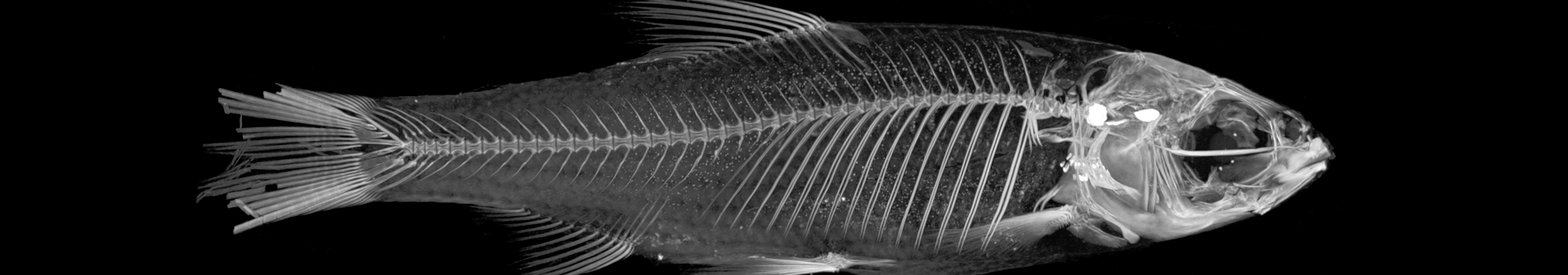 Neues Nano-CT SkyScan 2214 erfolgreich in Betrieb genommen | RJL Micro ...