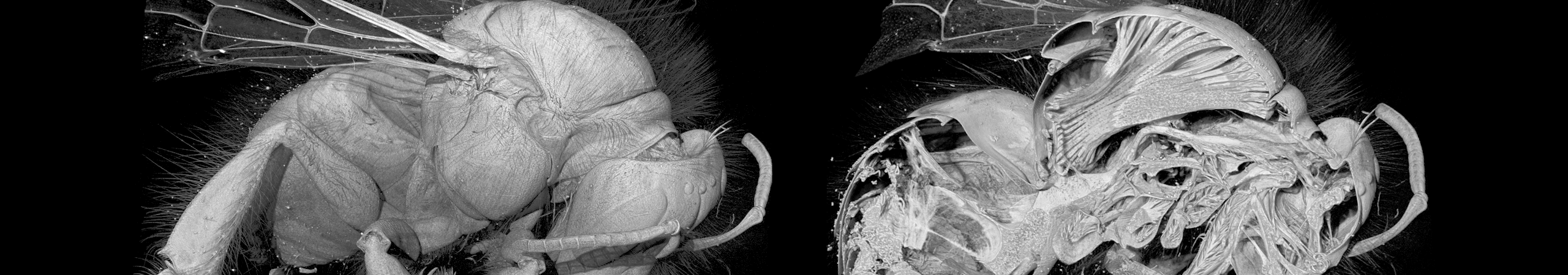 SEM-EDX | Preise Tabletop Compact SEM | RJL Micro & Analytic